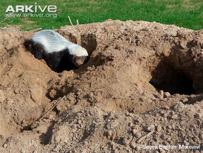 Honey Badger digging
