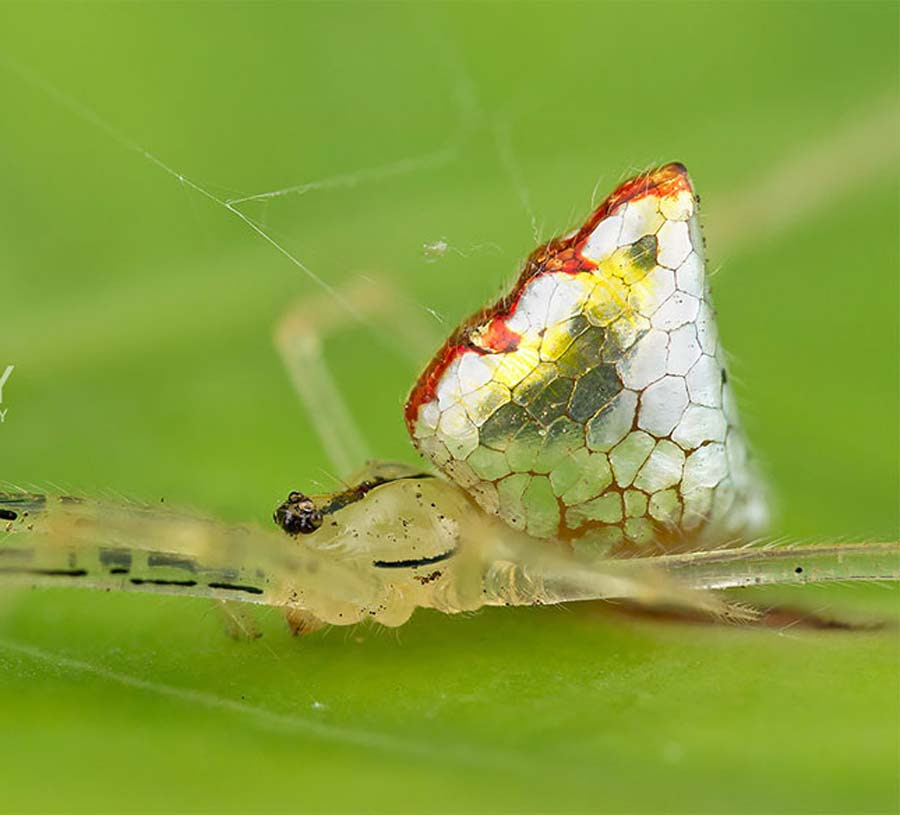 Sequined Spider (Mirror Spider)