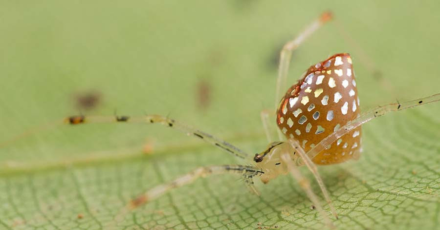 Sequined Spider (Mirror Spider)