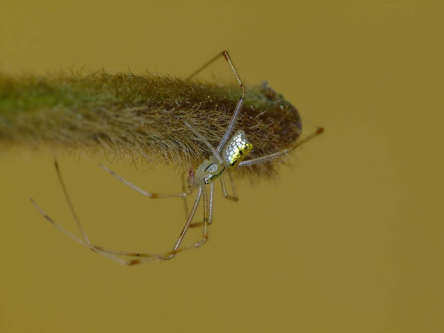 Sequined Spider (Mirror Spider)