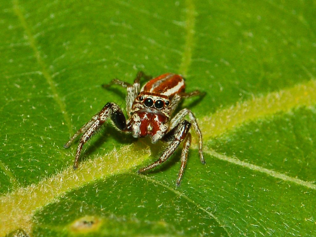 Jumping Spider
