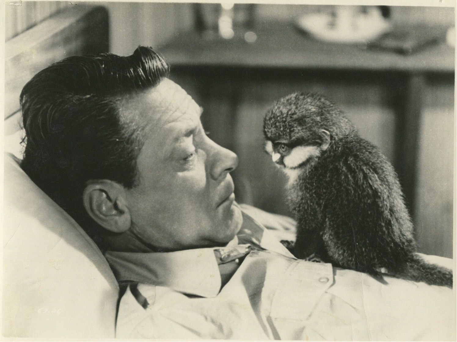 Picture of The Lion