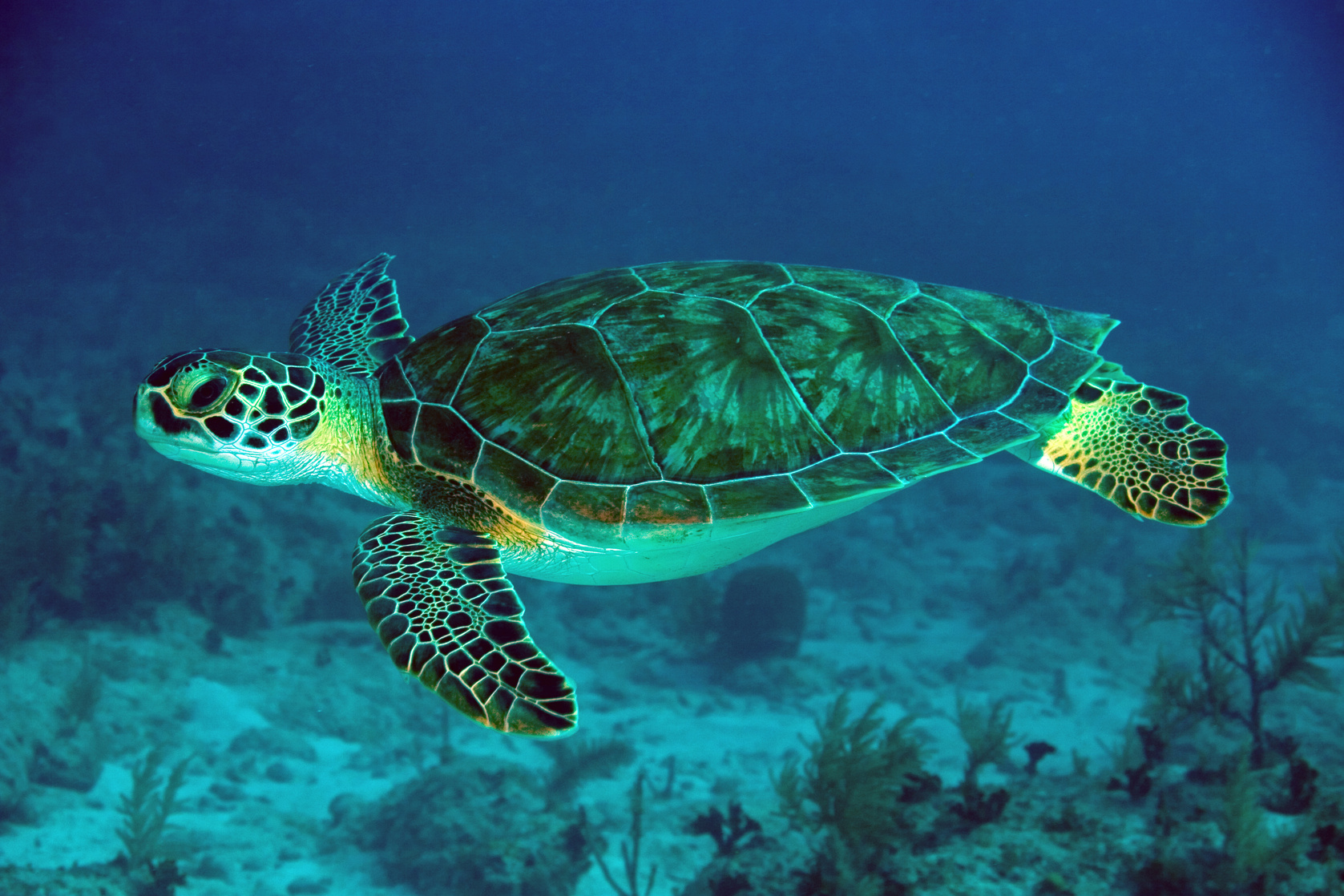 Green Turtle