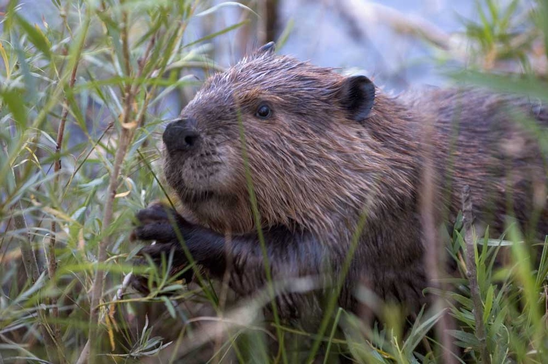 North American Beaver