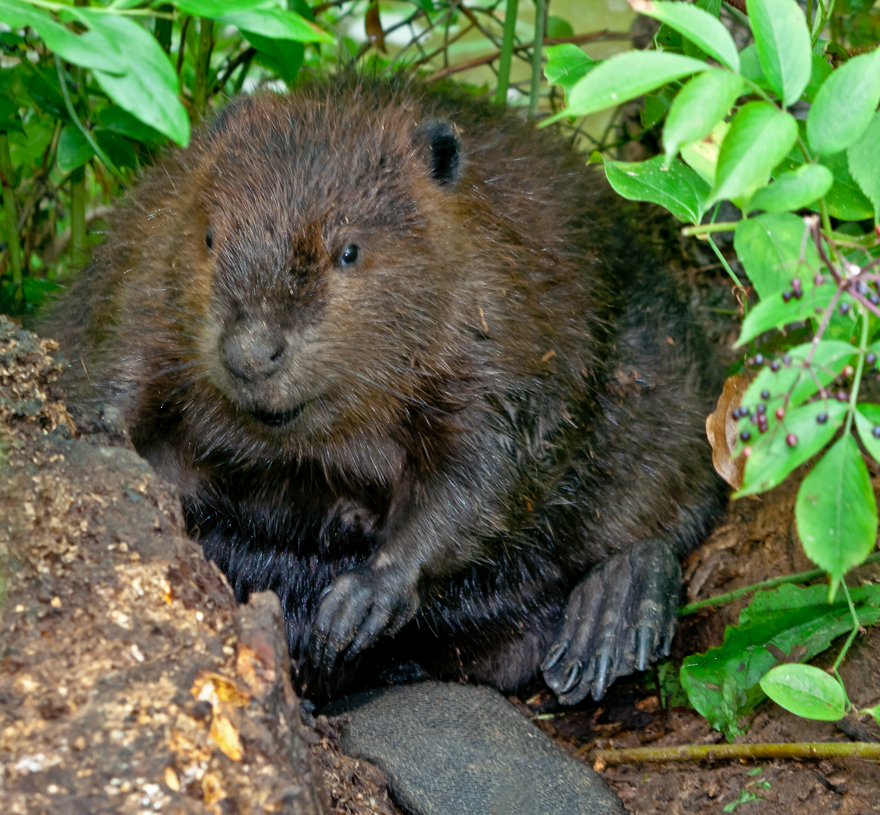 North American Beaver