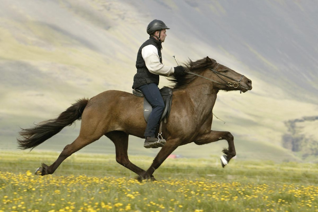 Picture of horseback riding