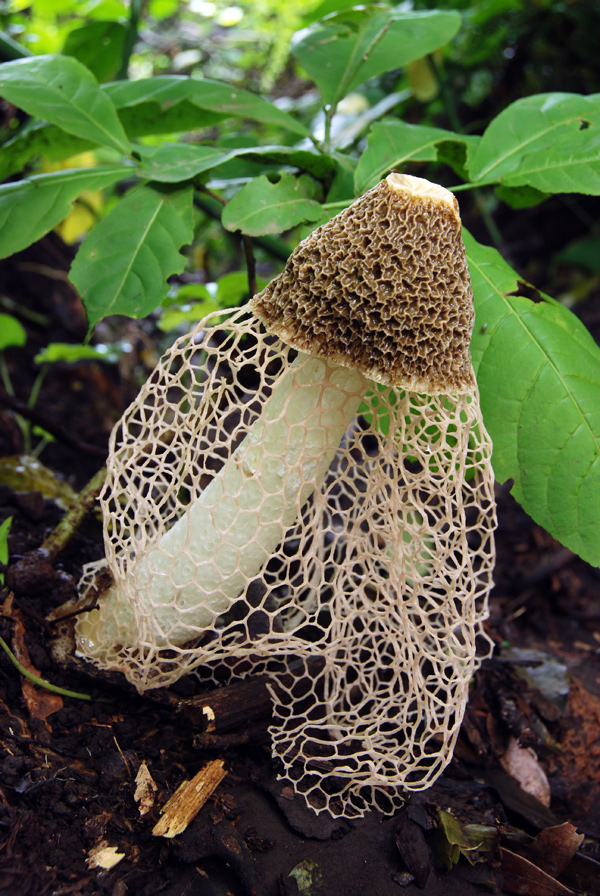 Bamboo Fungus