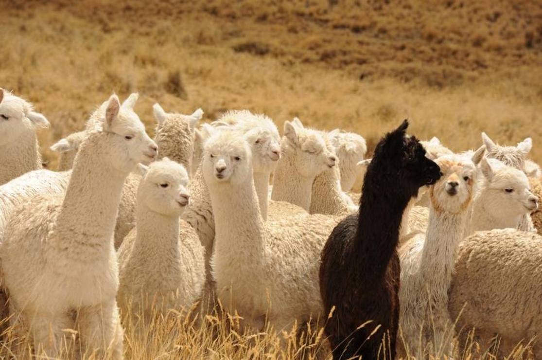 Alpacas