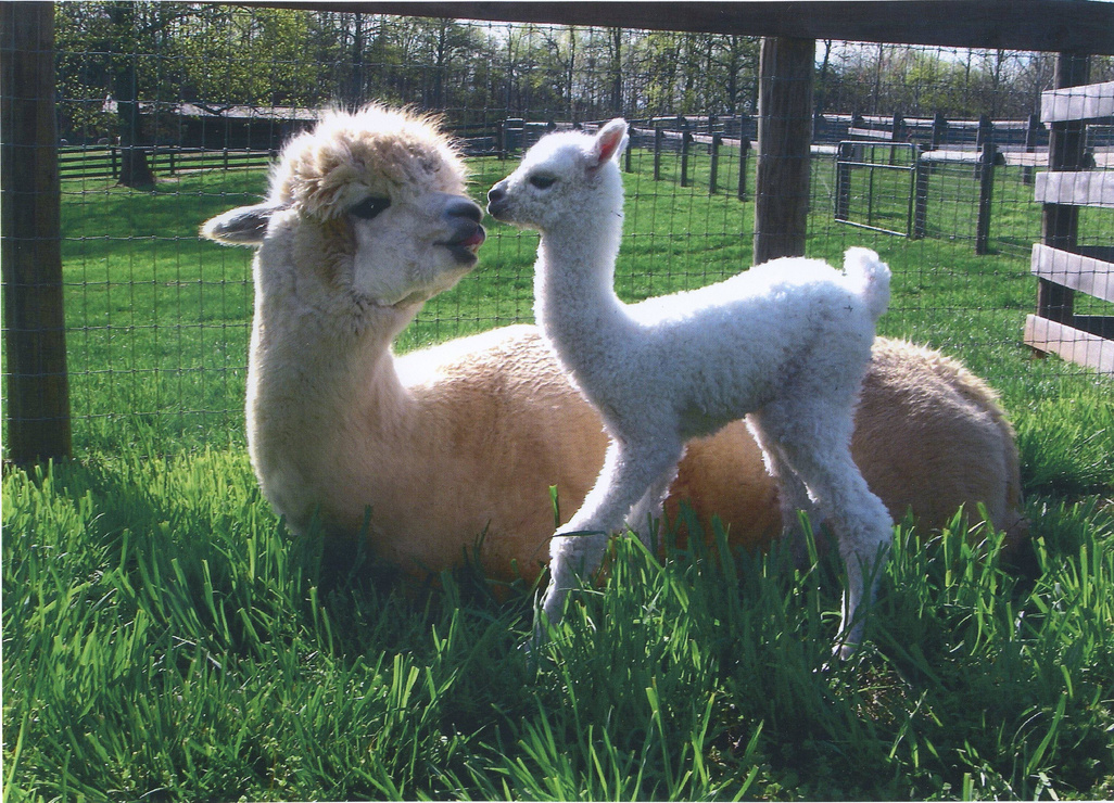 Mother & baby Alpacas