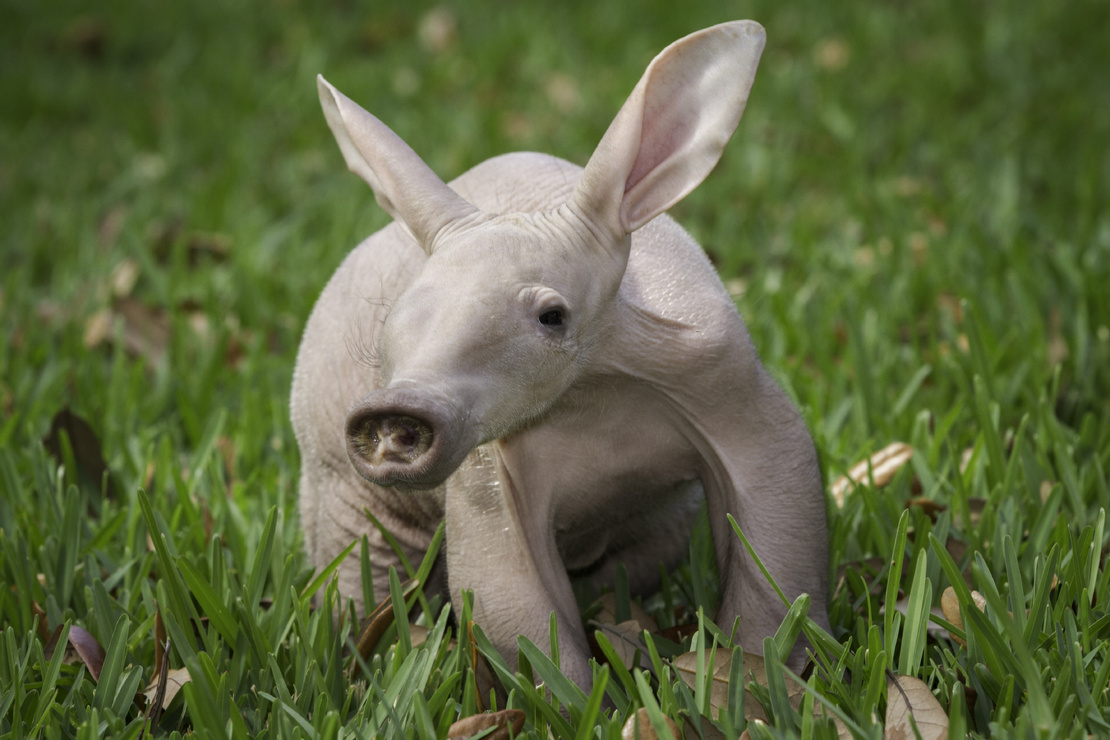 Baby Aardvark