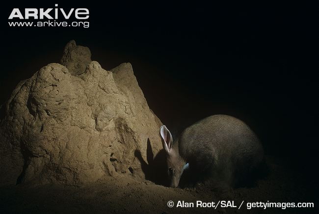 Aardvark digging into a termite mound