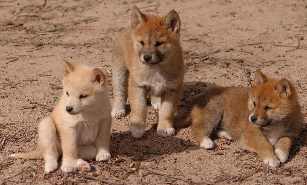 Baby Dingoes