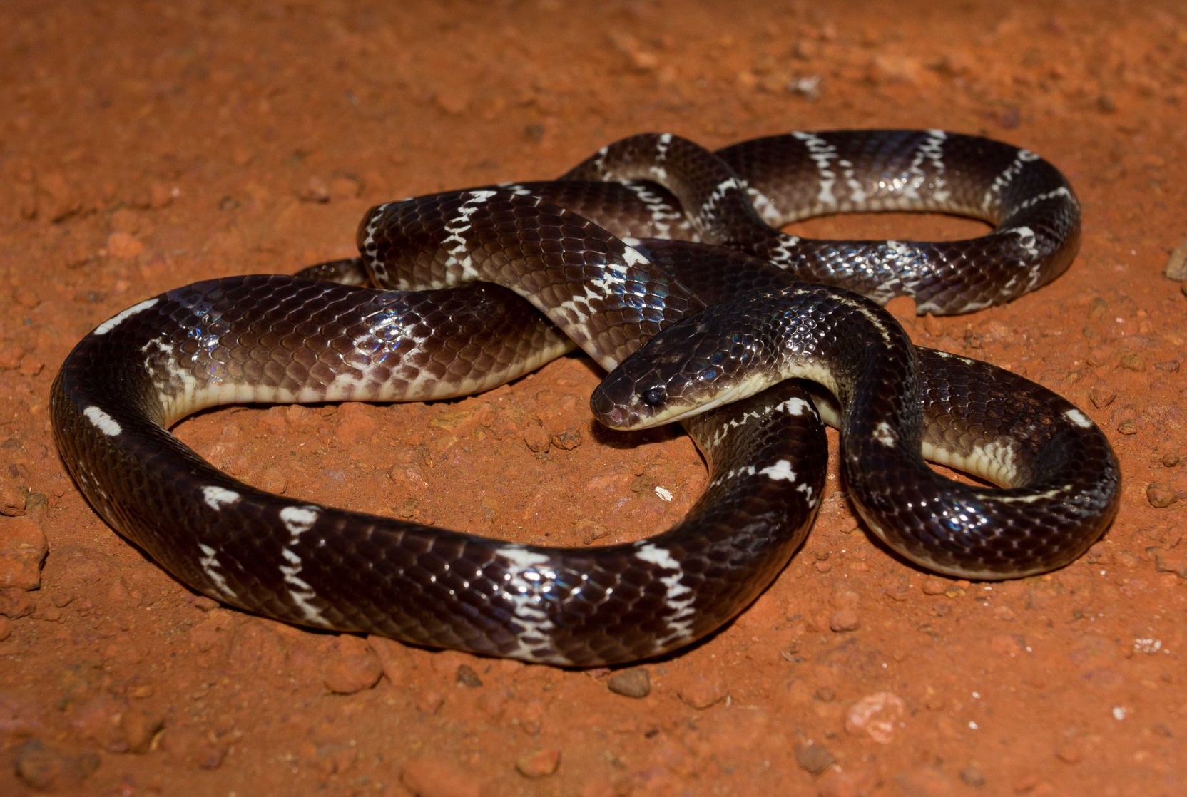 Common/Indian Krait