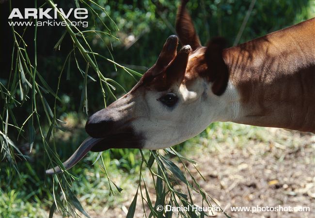 Okapi feeding