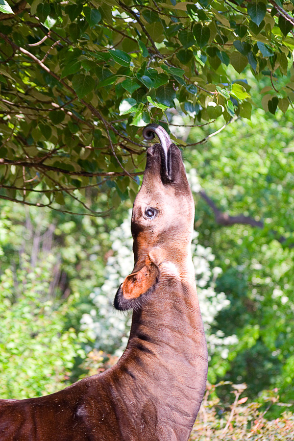 Okapi feeding