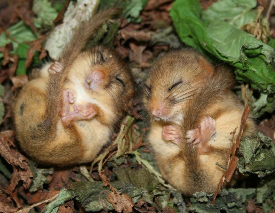 Dormice