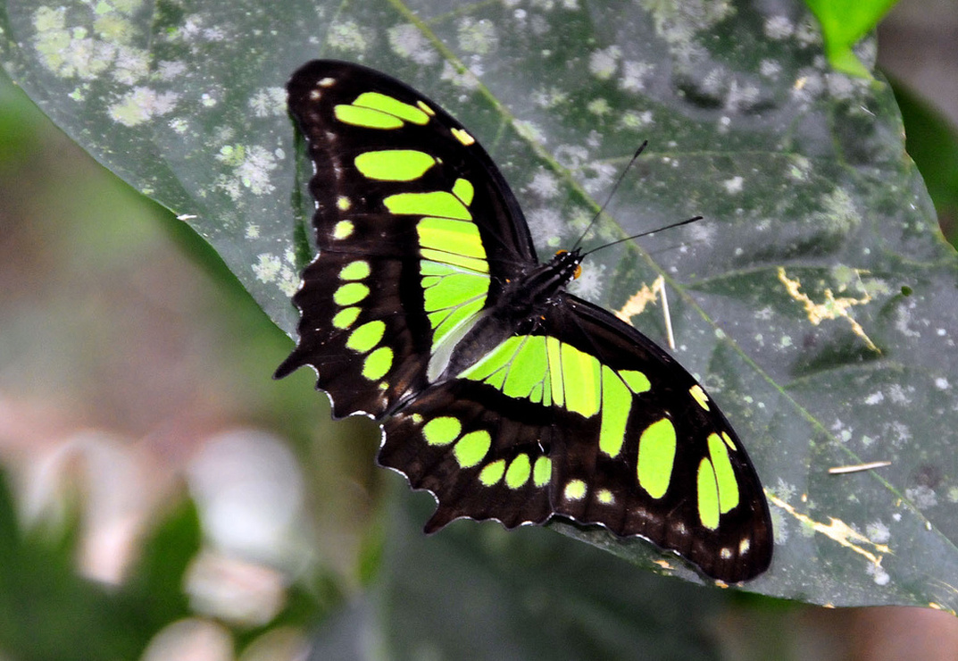 Picture of Butterfly
