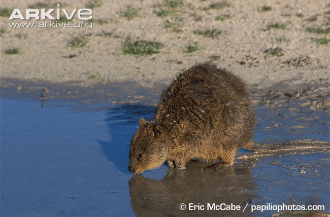 Quokka drinking water