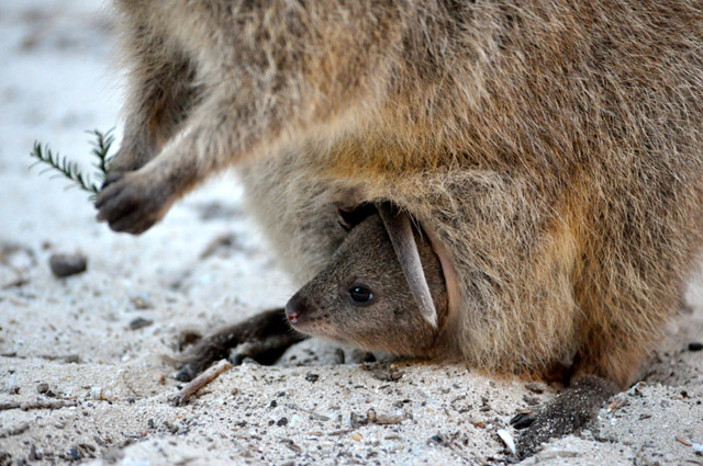 Baby Quokka emerging from its mother's pouch