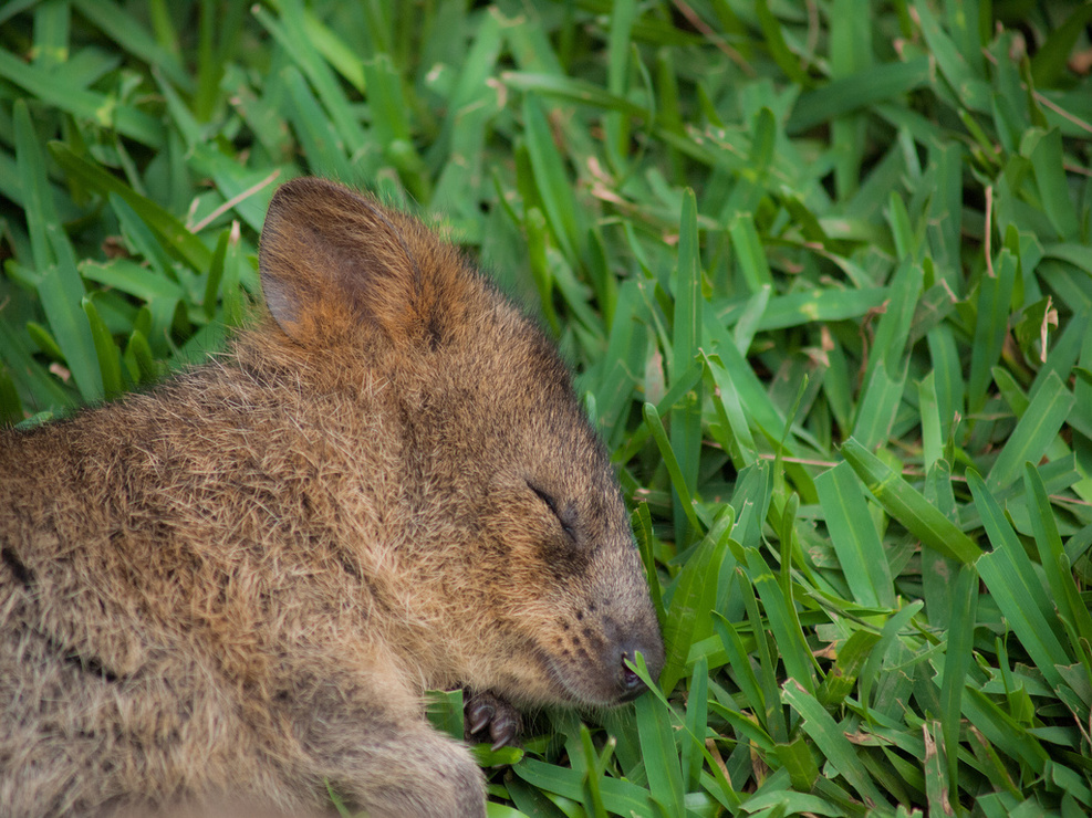 Quokka sleeping