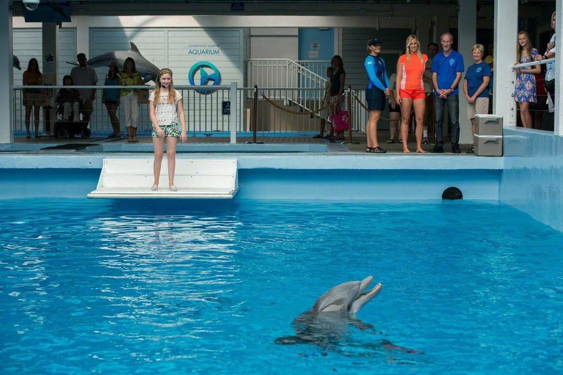 Picture of Dolphin Tale 2