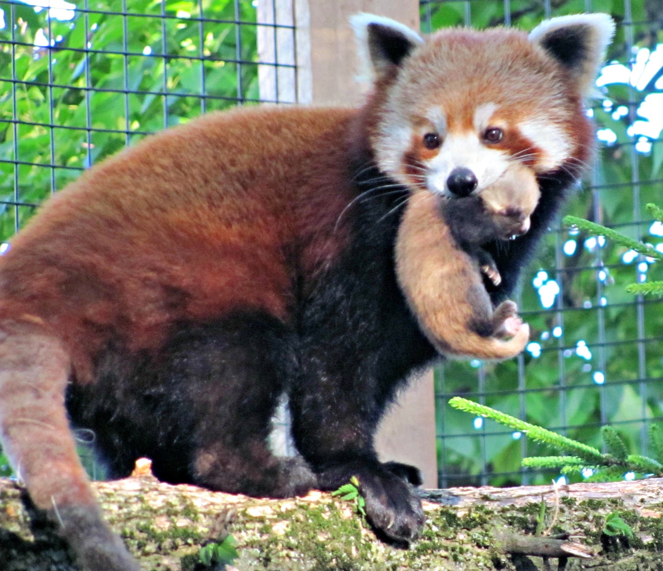 Red Panda carrying a day-old cub
