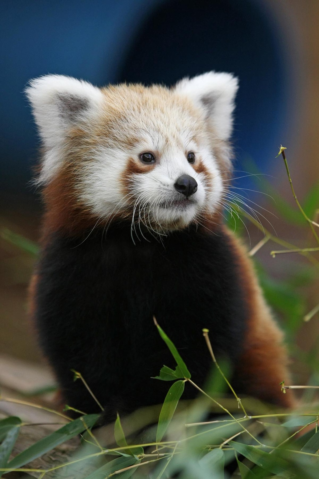 Red Panda