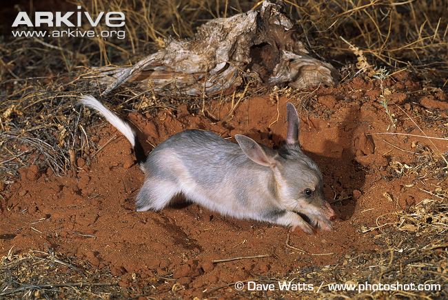 Greater Bilby digging