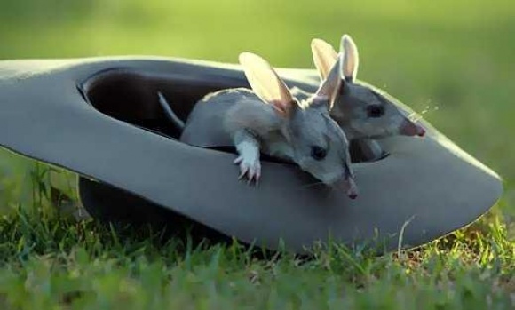 Baby Bilbies