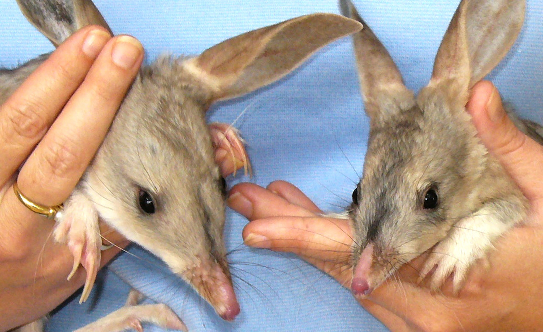 Greater Bilbies