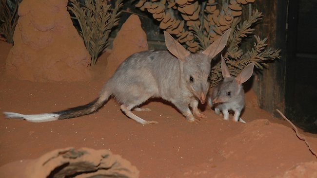 Greater Bilby & baby