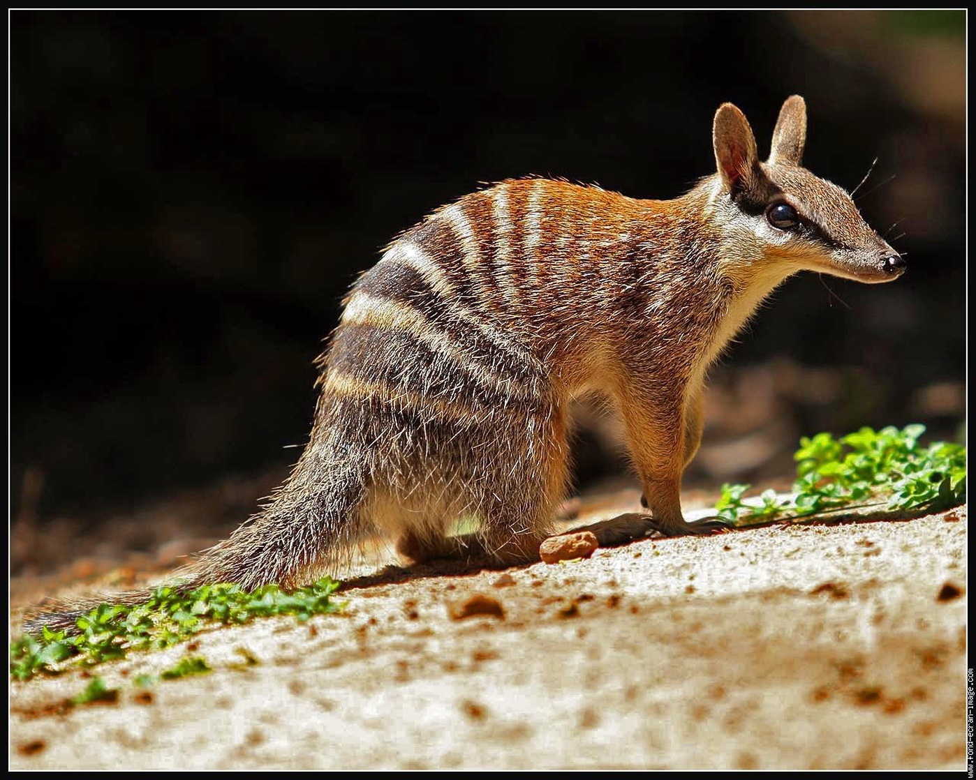 Numbat