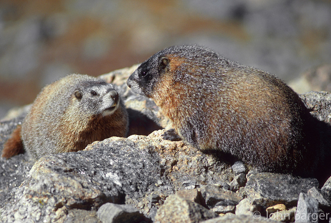 Yellow-bellied Marmots (Rock Chucks)
