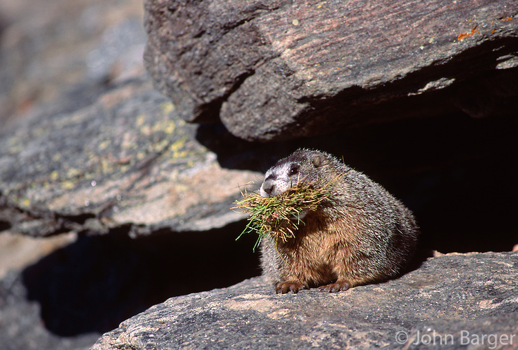 Yellow-bellied Marmot (Rock Chuck)