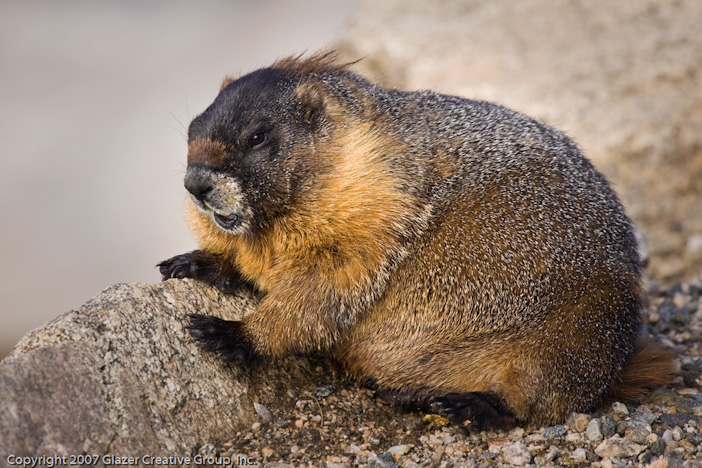 Yellow-bellied Marmot (Rock Chuck)