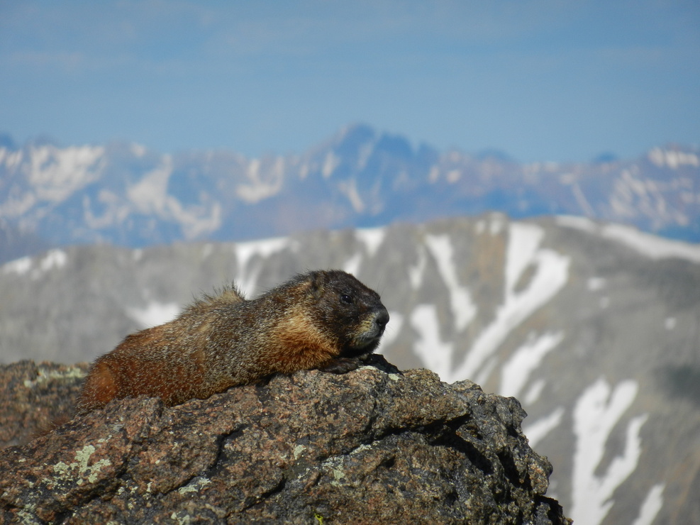 Yellow-bellied Marmot (Rock Chuck)