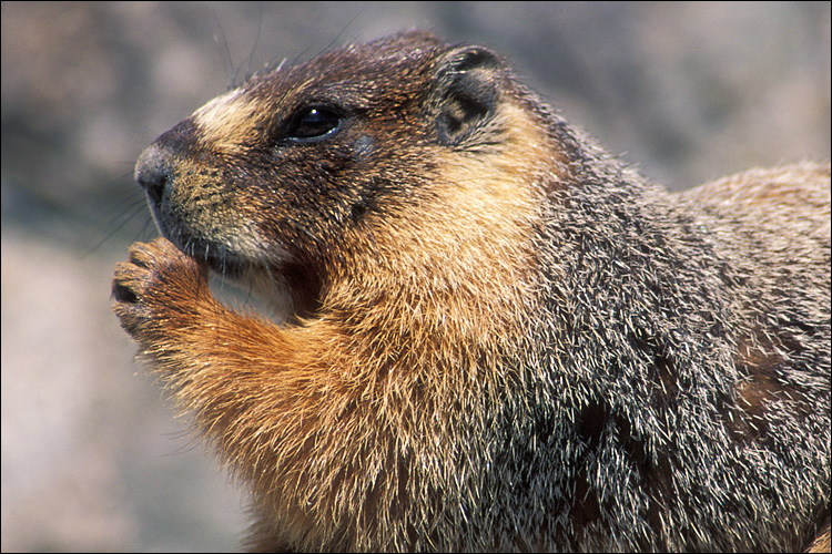 Yellow-bellied Marmot (Rock Chuck)