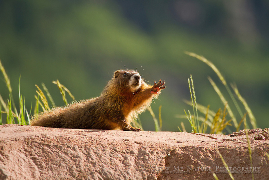 Yellow-bellied Marmot (Rock Chuck)