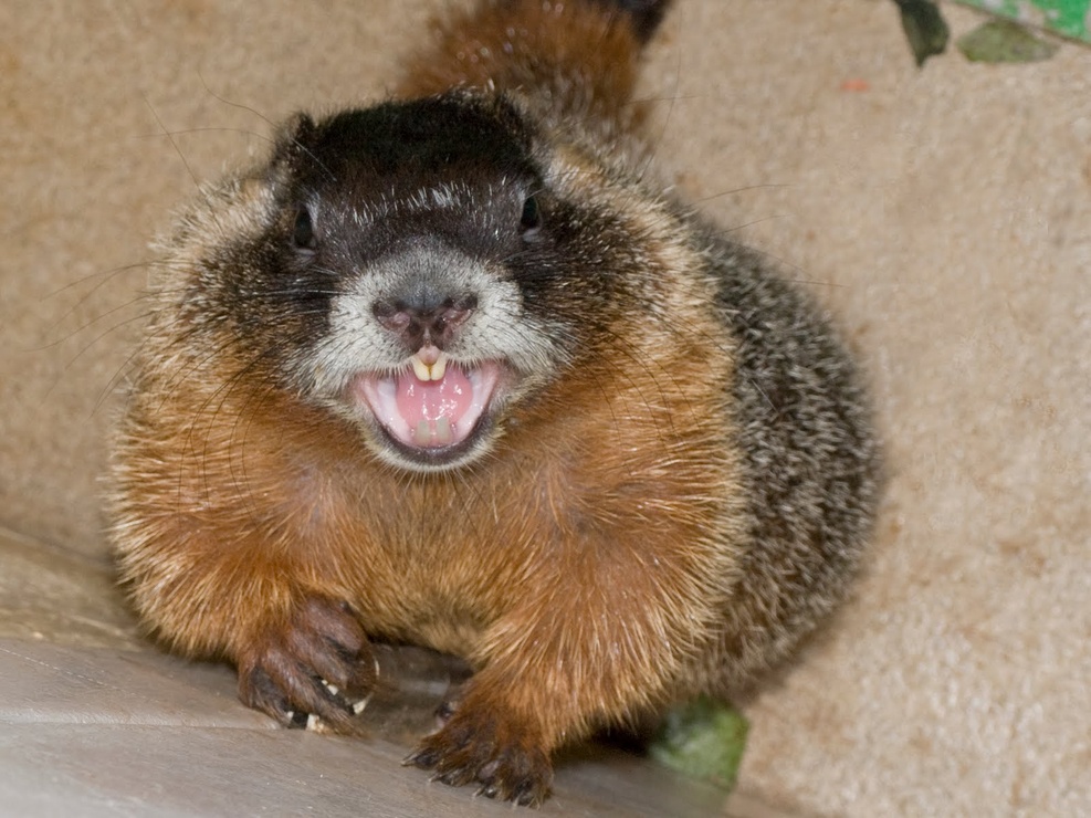 Yellow-bellied Marmot (Rock Chuck)