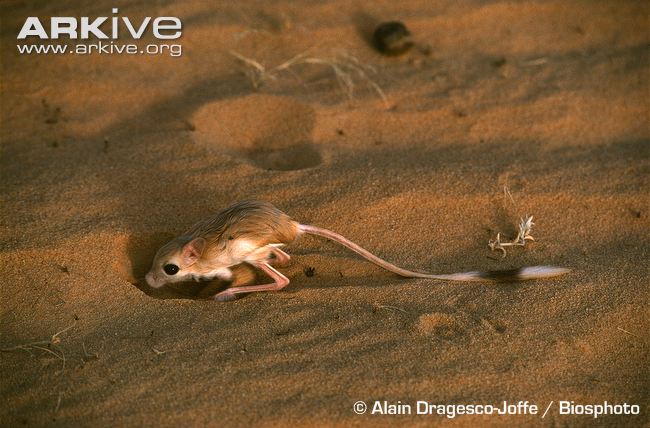 Lesser Egyptian Jerboa digging a burrow