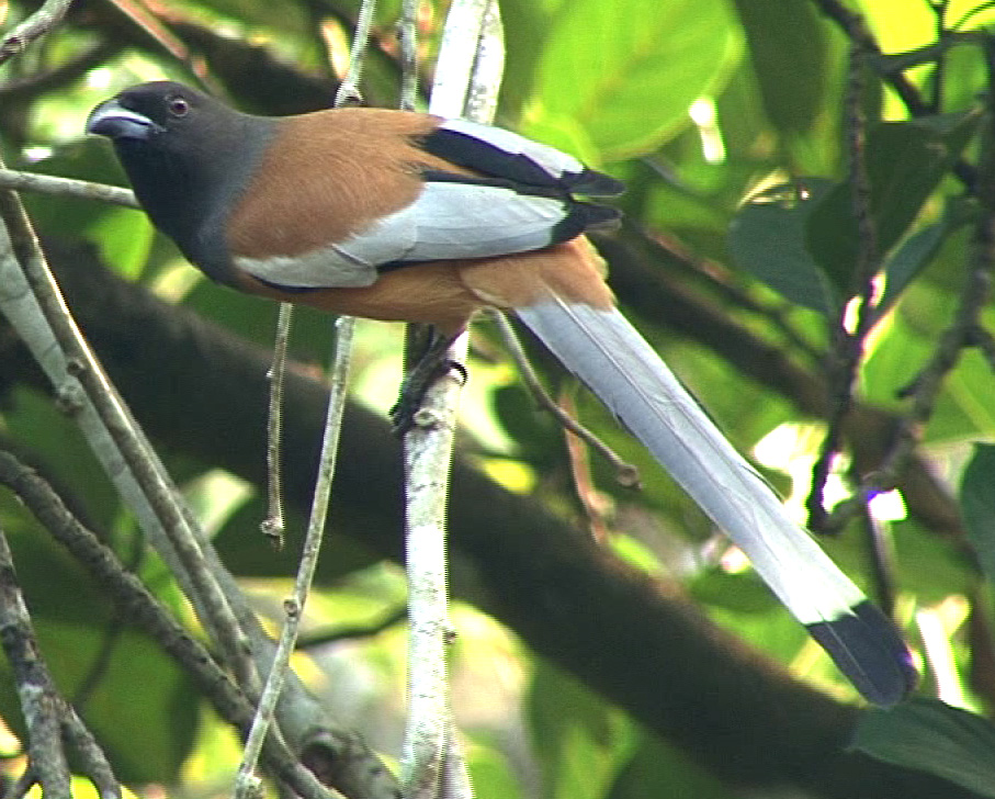Rufous Treepie