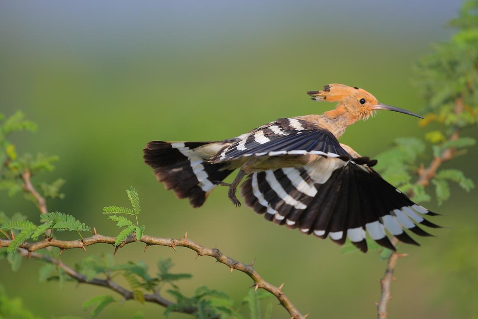 Hoopoe