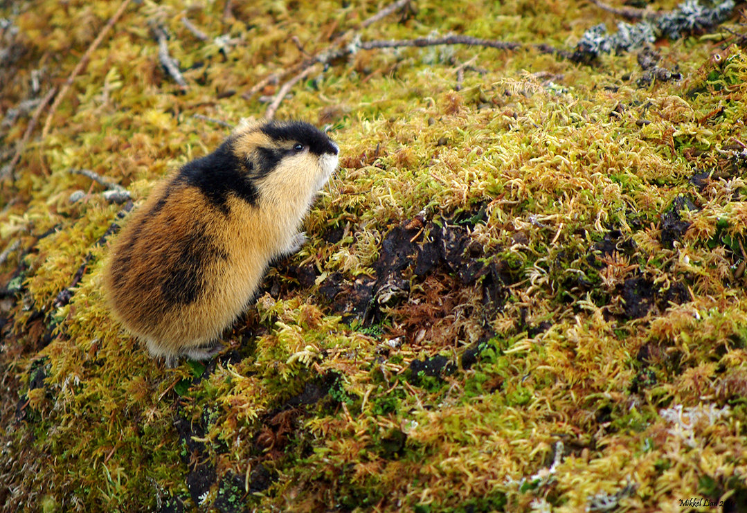 Norwegian Lemming