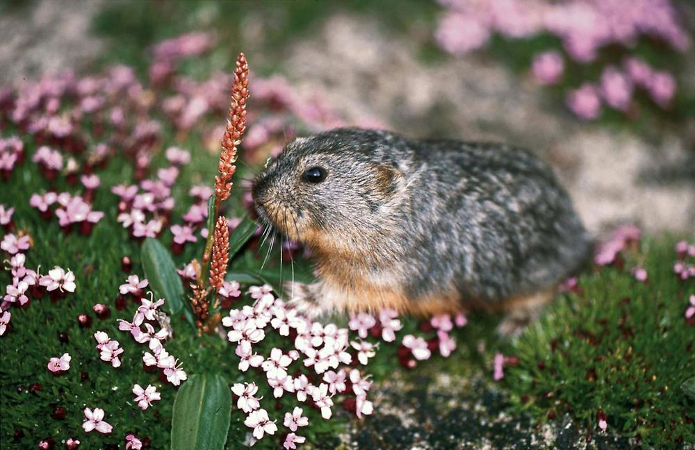 Norway Lemming