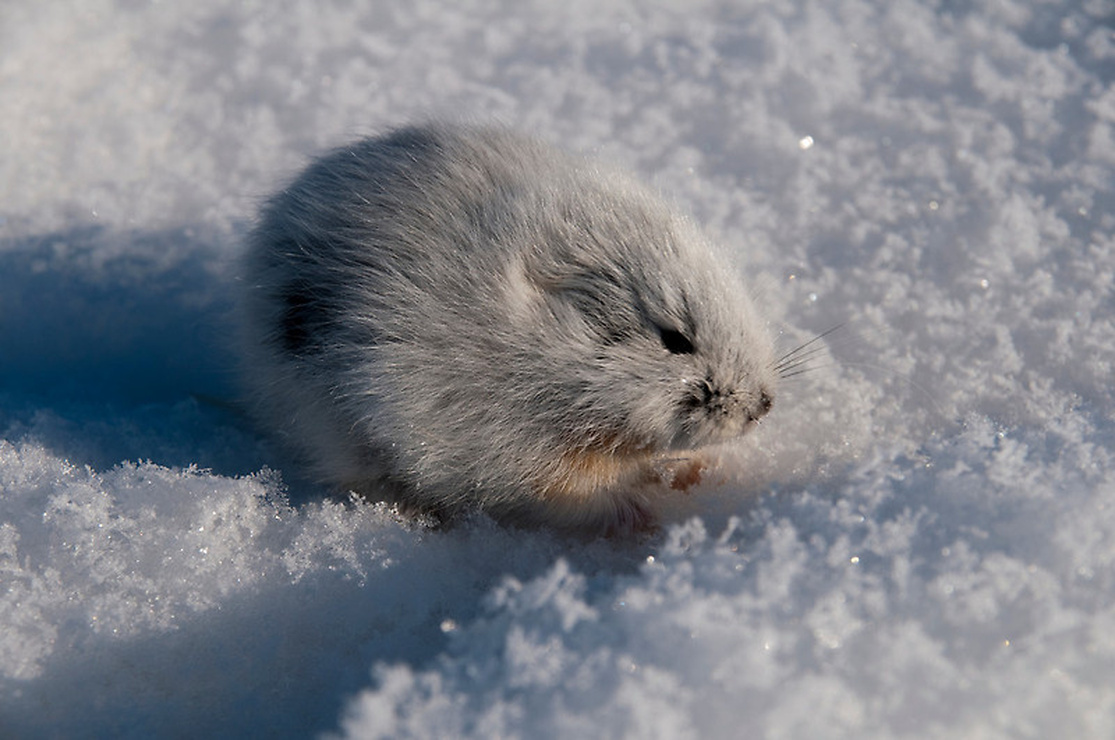 Arctic Lemming