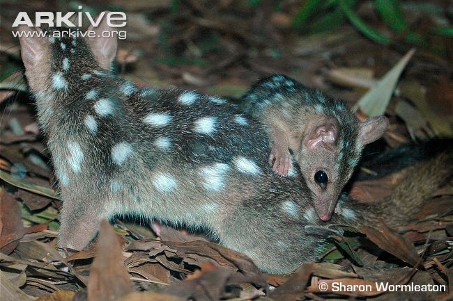 Northern Quoll & baby
