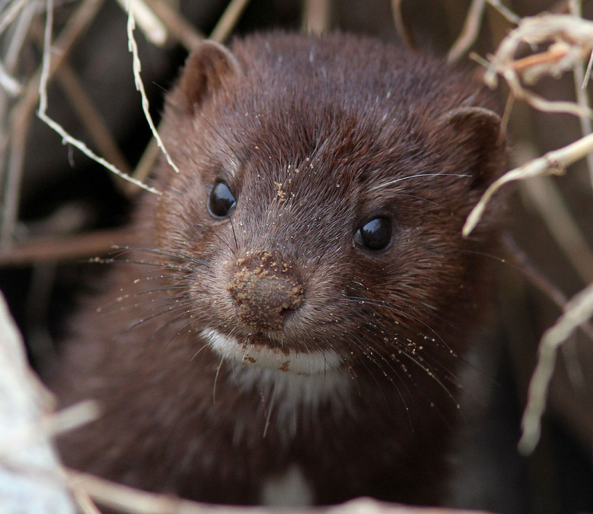 European Mink