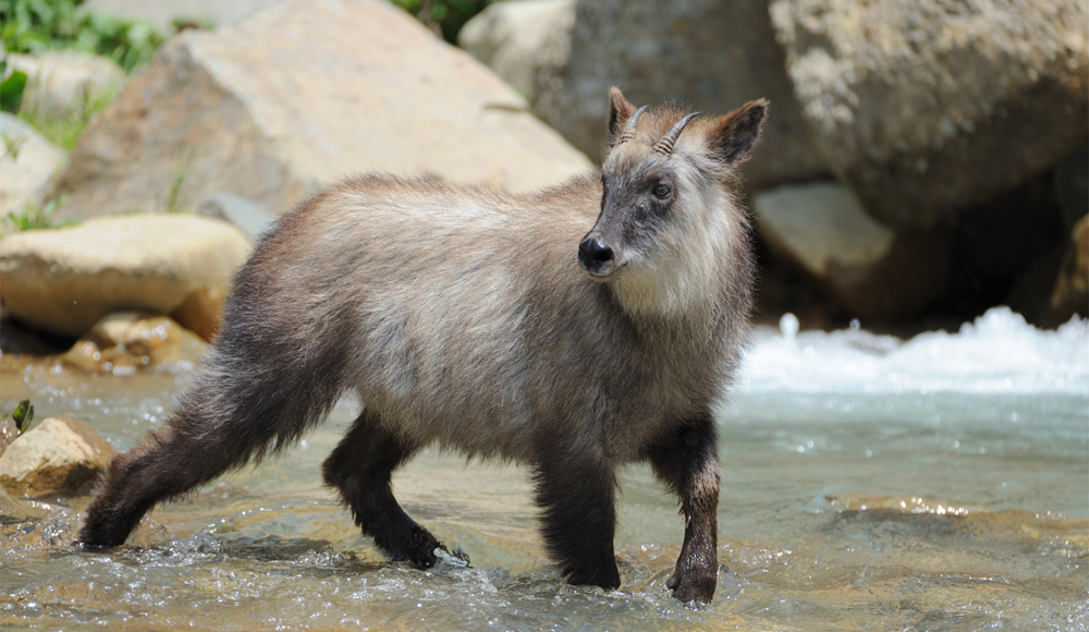 Japanese Serow