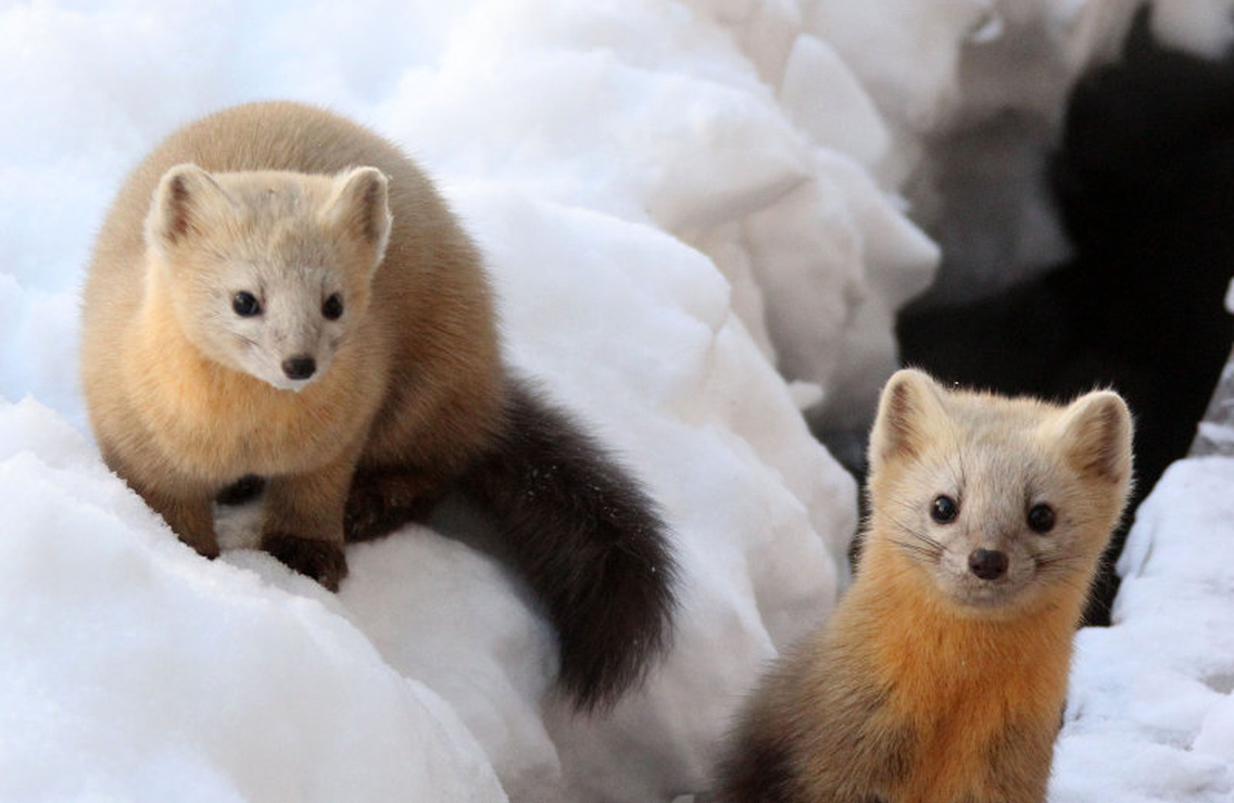 Japanese Martens