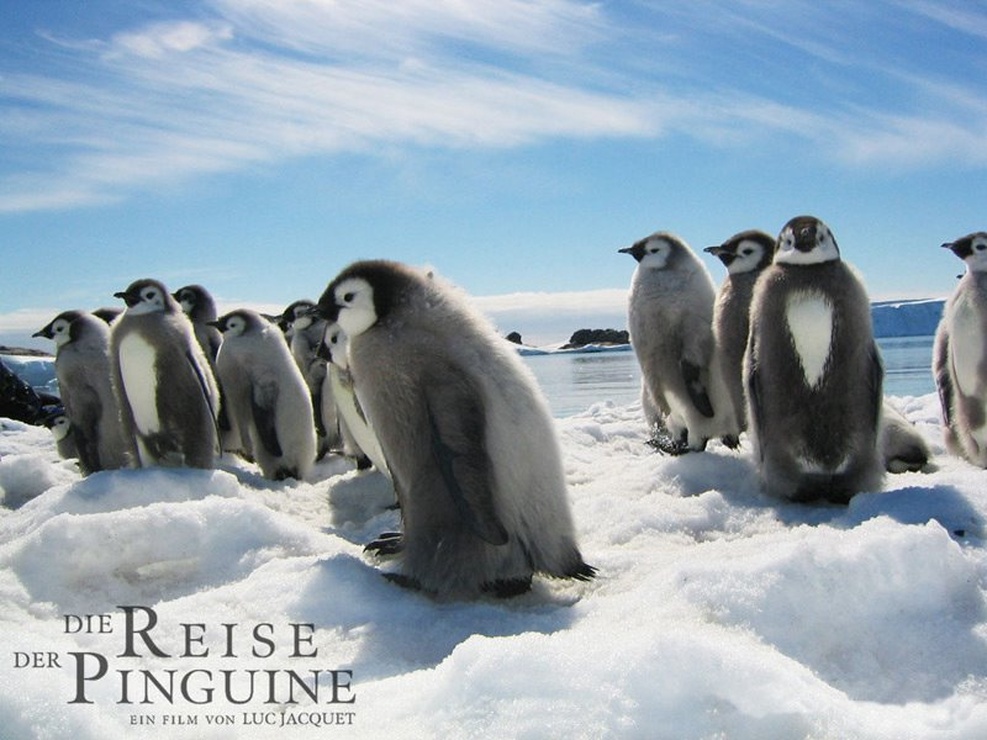 Picture of March of the Penguins